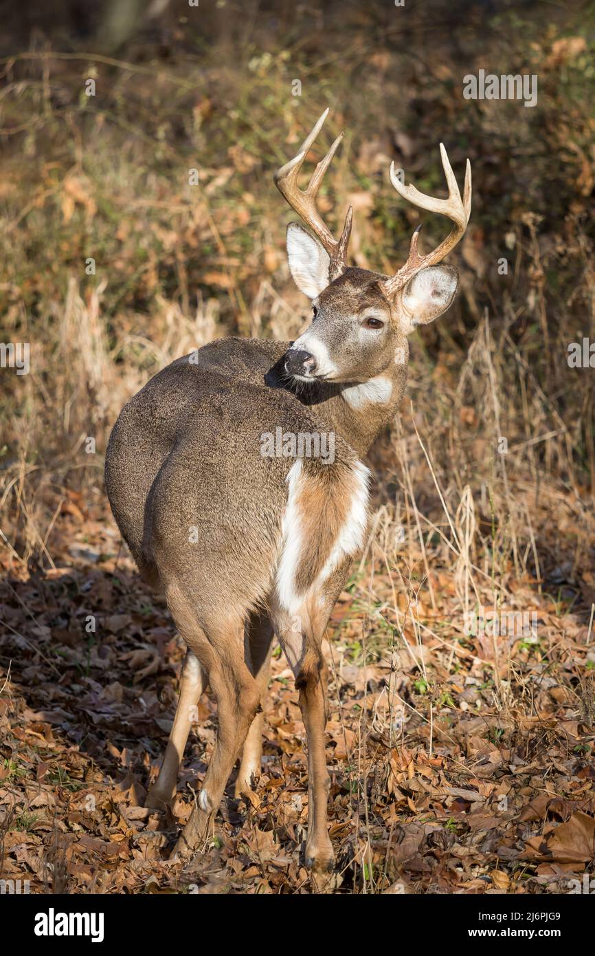 8 point Whitetail deer buck looking over shoulder with the sun shining ...