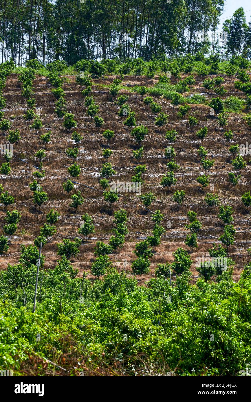 Fruit trees grown in the orchard of the farm outdoors Stock Photo - Alamy