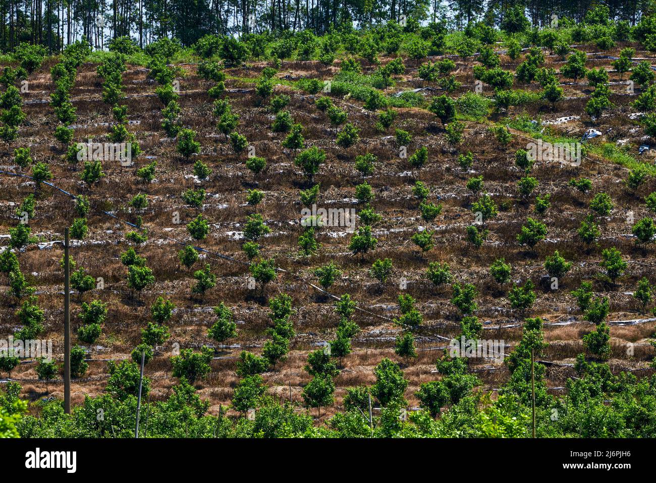 Fruit trees grown in the orchard of the farm outdoors Stock Photo - Alamy