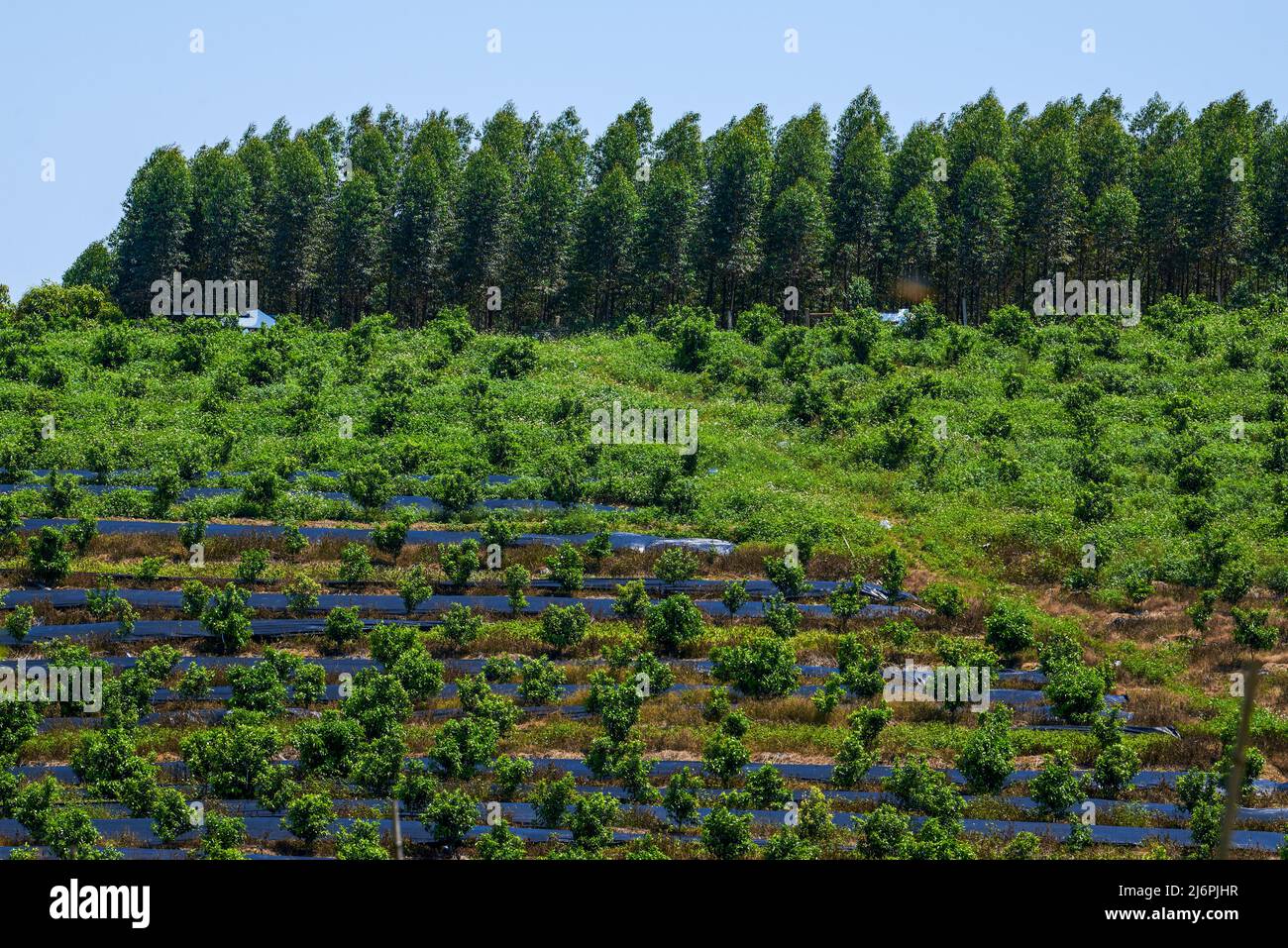 Fruit trees grown in the orchard of the farm outdoors Stock Photo - Alamy