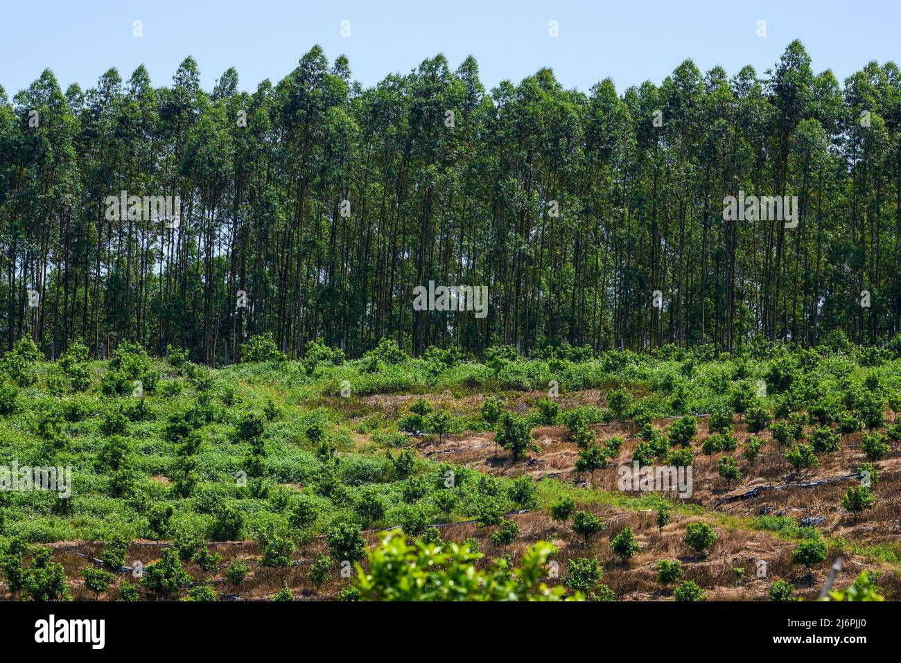 Fruit trees grown in the orchard of the farm outdoors Stock Photo - Alamy
