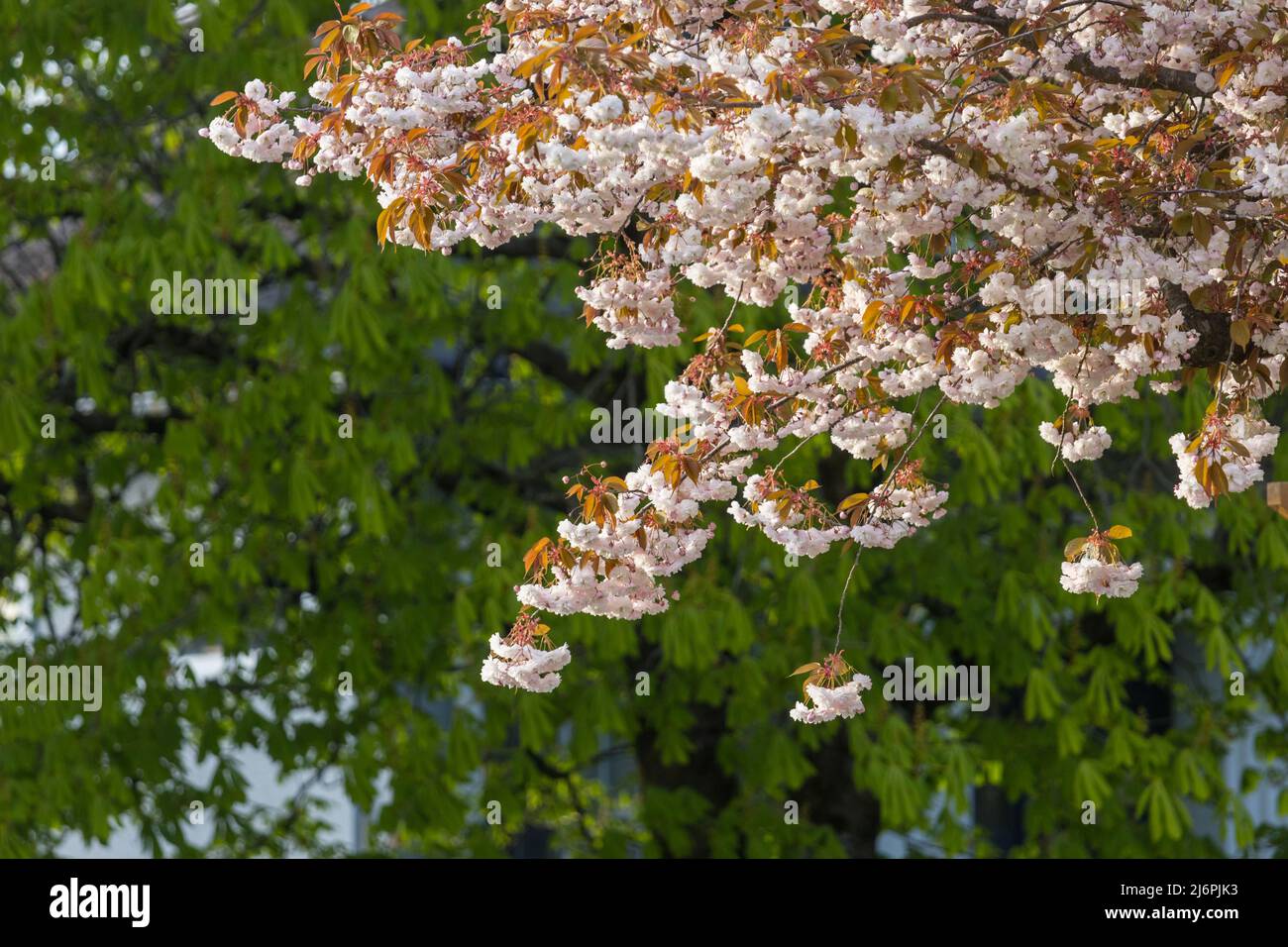 Blossoming tree in spring garden. Beautiful spring natural background ...