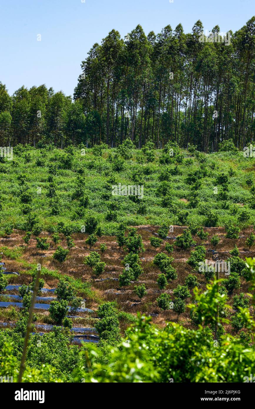 Fruit trees grown in the orchard of the farm outdoors Stock Photo - Alamy