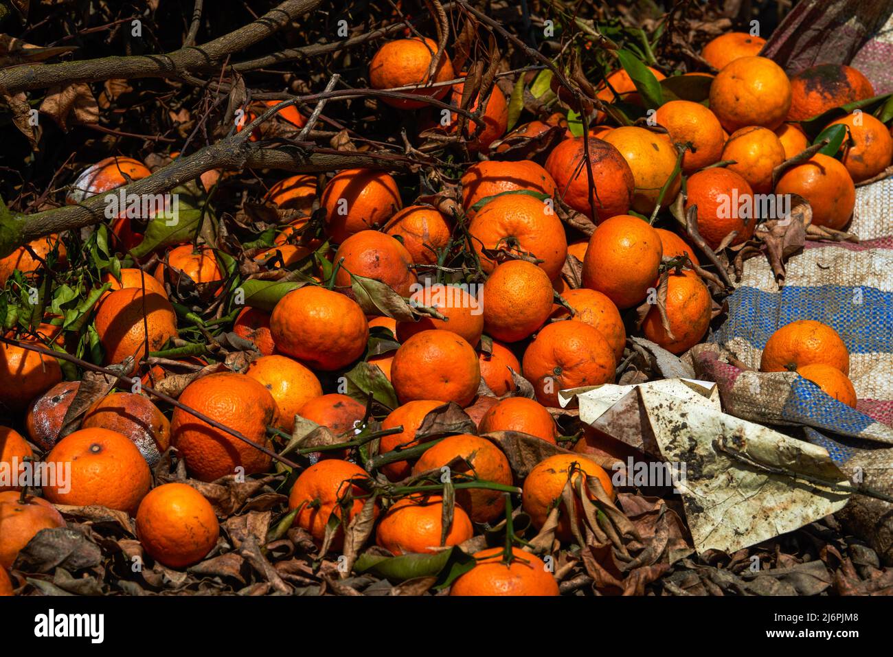 Pile of rotten oranges discarded in the orchard Stock Photo - Alamy