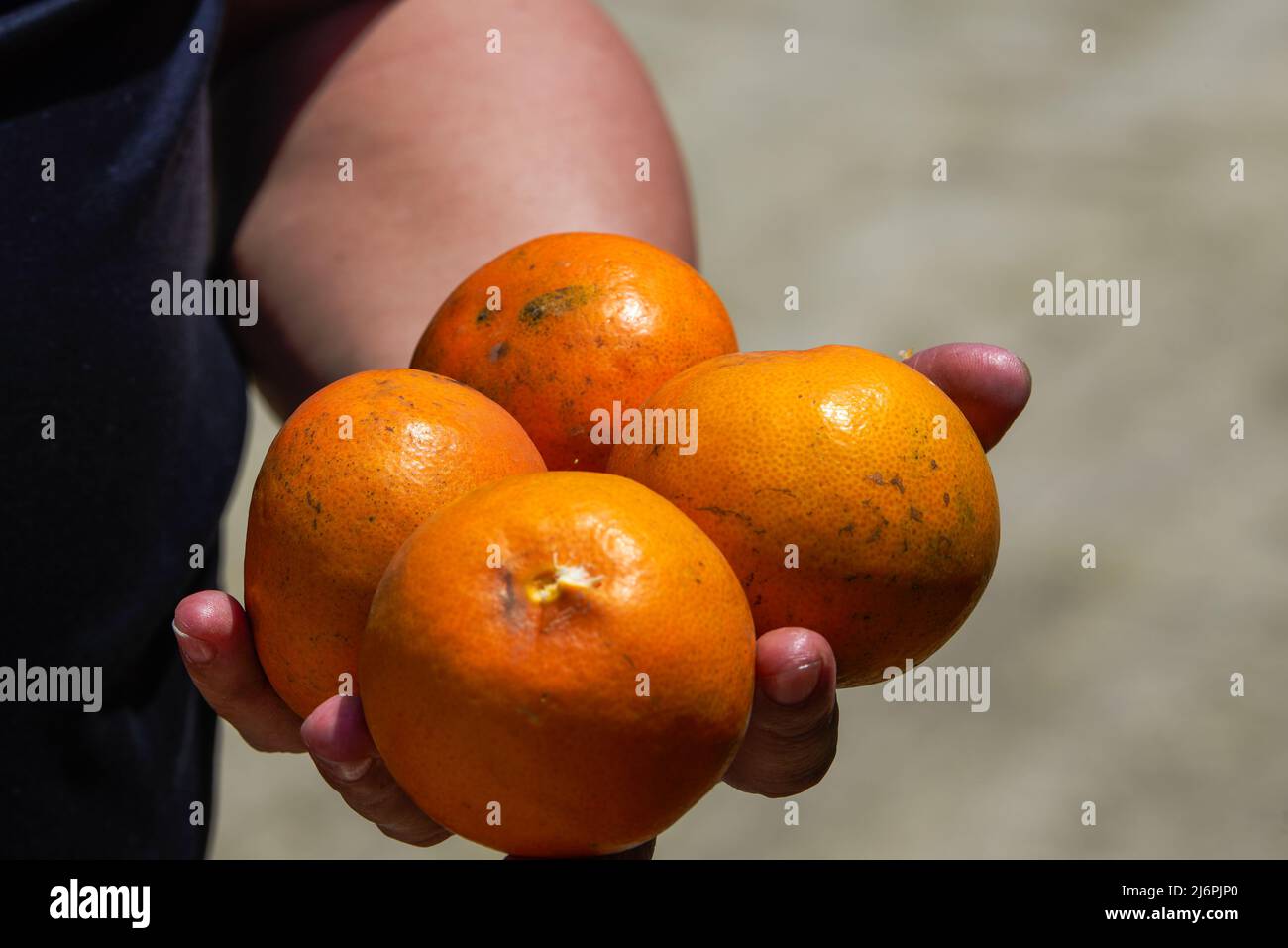 Woman picking oranges orange harvest hi-res stock photography and ...