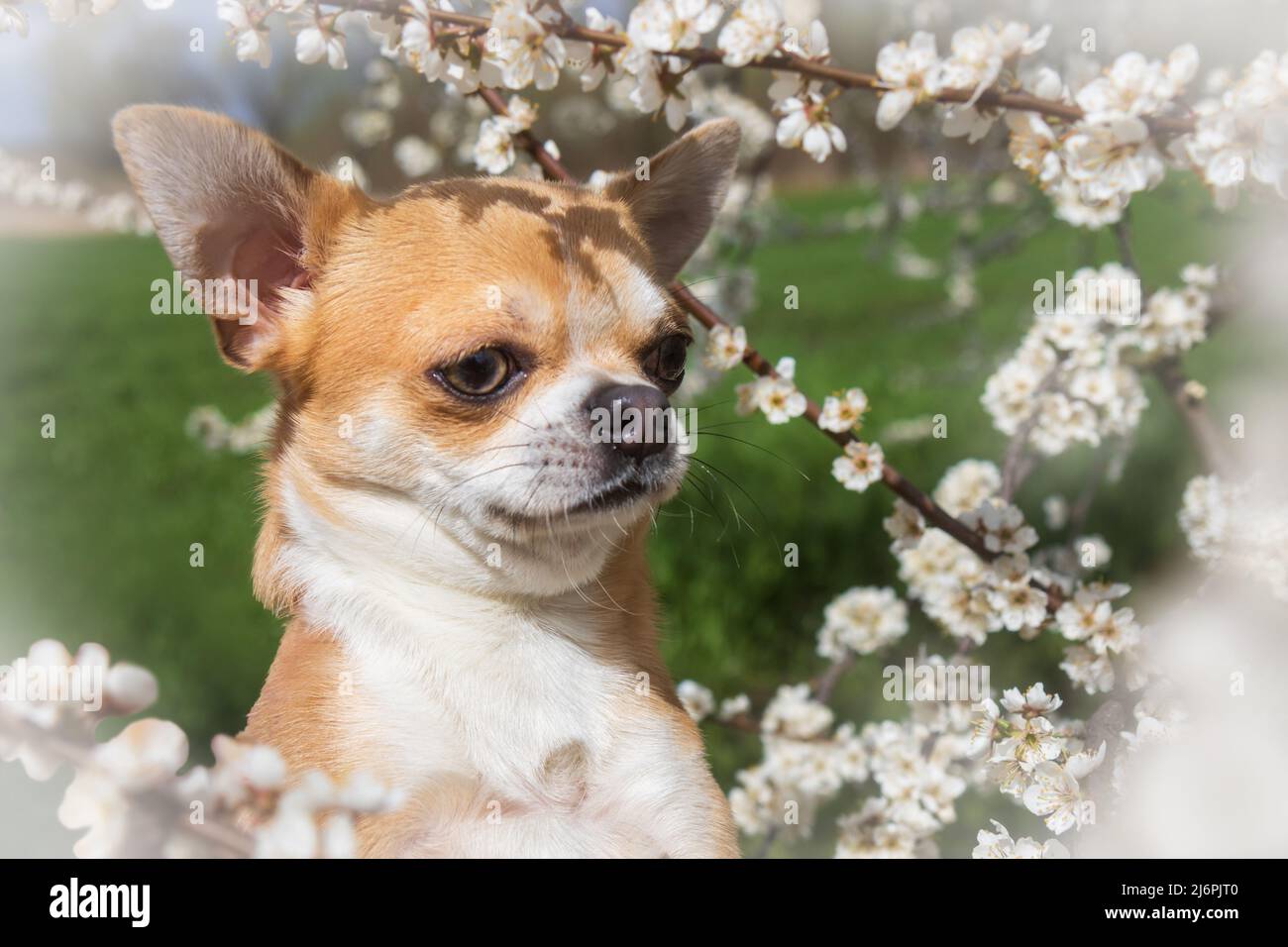 chihuahua among a flowering tree Stock Photo - Alamy