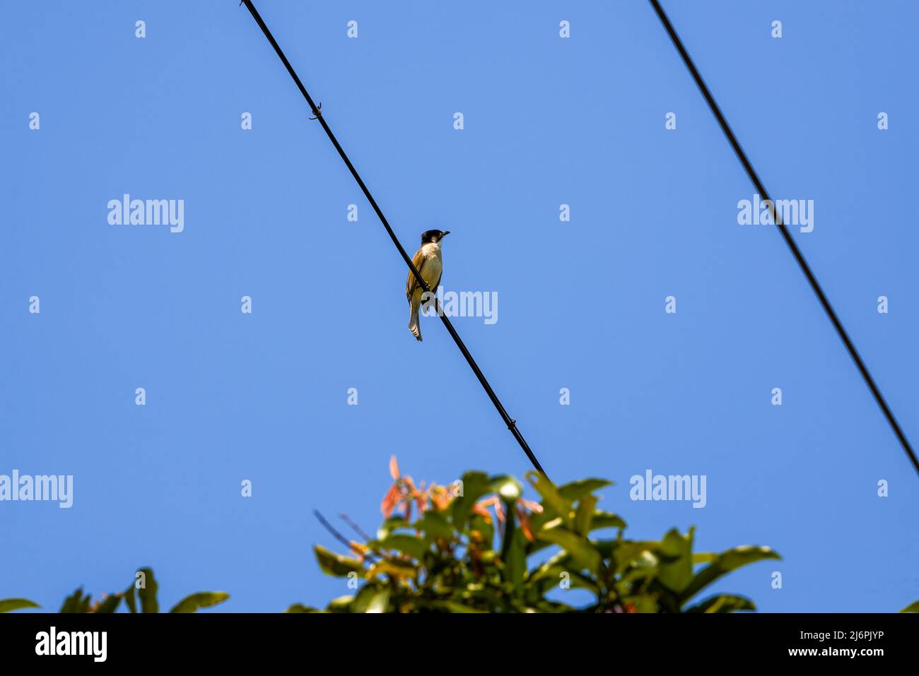 Birds on a utility line hi-res stock photography and images - Alamy