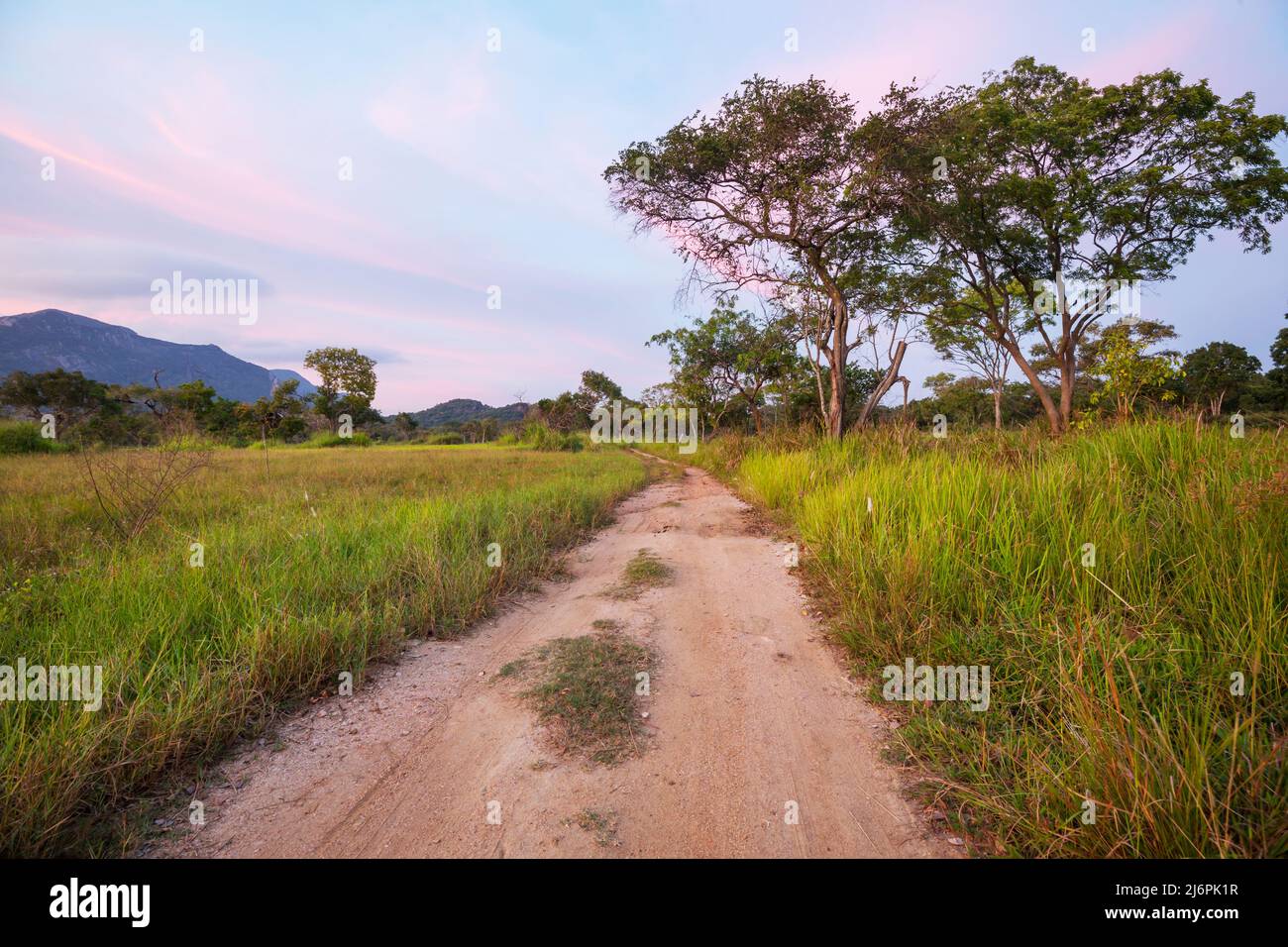 Path at the edge of the forest with field sun hi-res stock photography ...