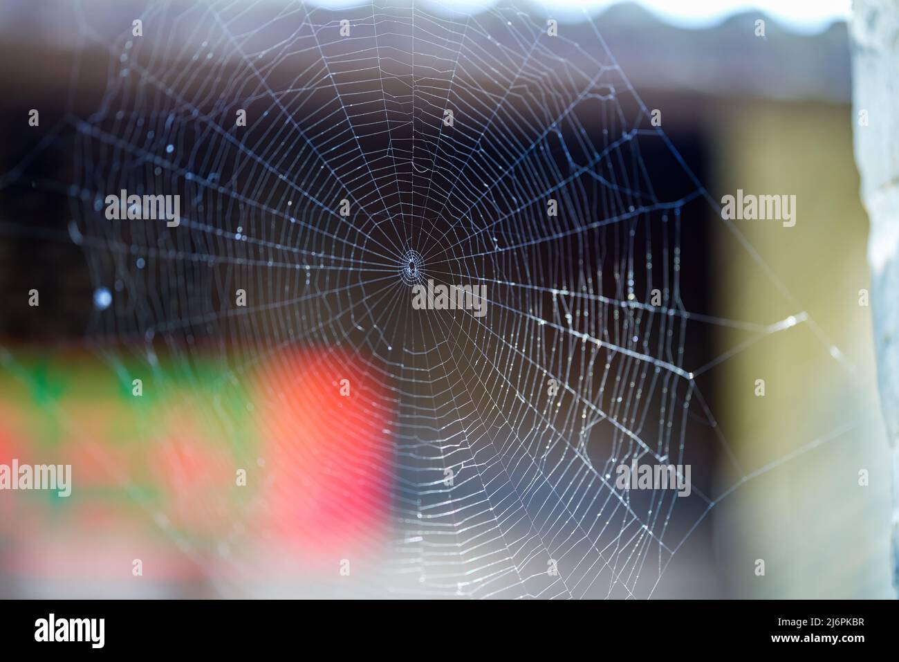 A close-up of a spider web indoors Stock Photo - Alamy