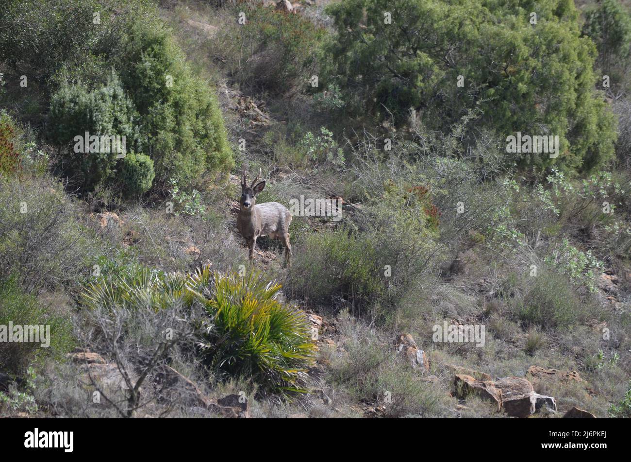 Irruptive growth hi-res stock photography and images - Alamy