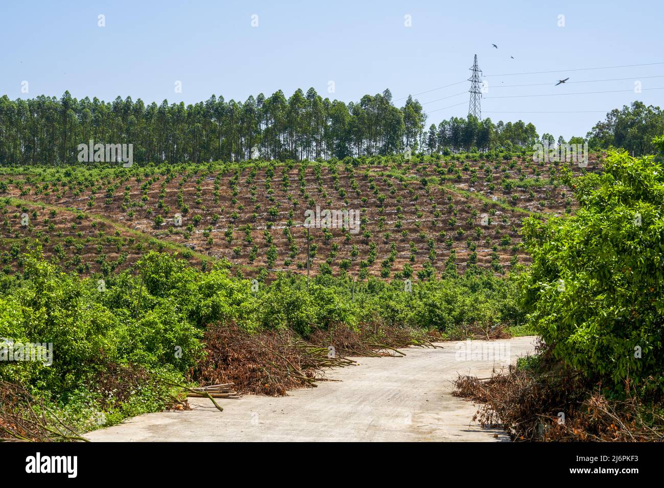 Fruit trees grown in the orchard of the farm outdoors Stock Photo - Alamy