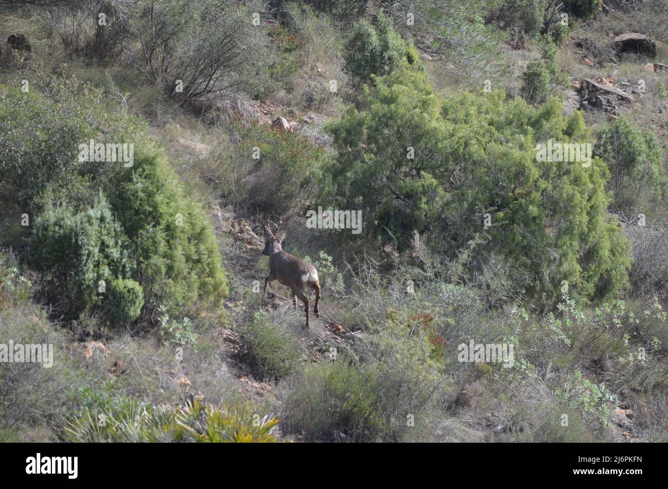 A roe deer (Capreolus capreolus) in the mountains of Serra Calderona ...