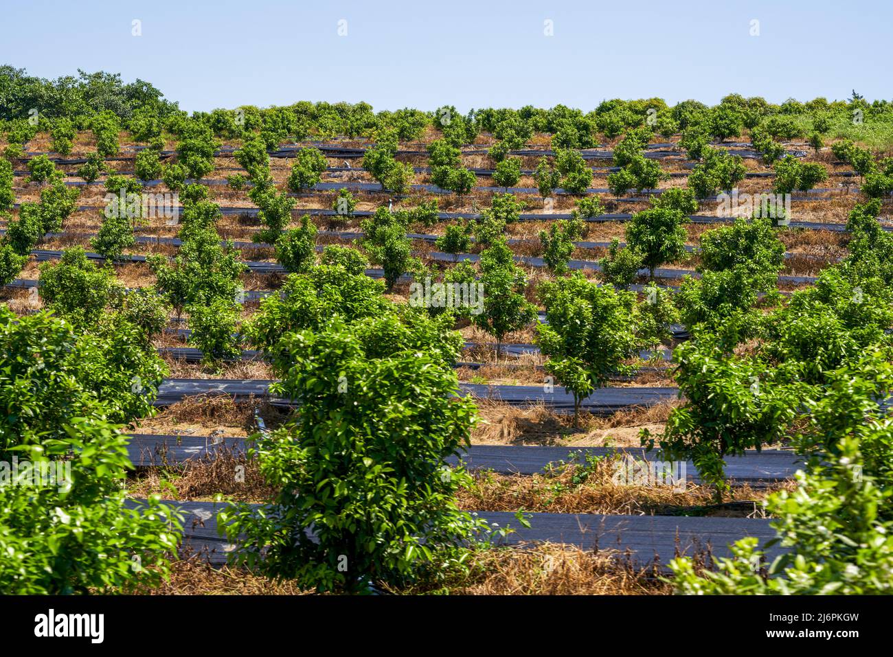 Fruit trees grown in the orchard of the farm outdoors Stock Photo - Alamy