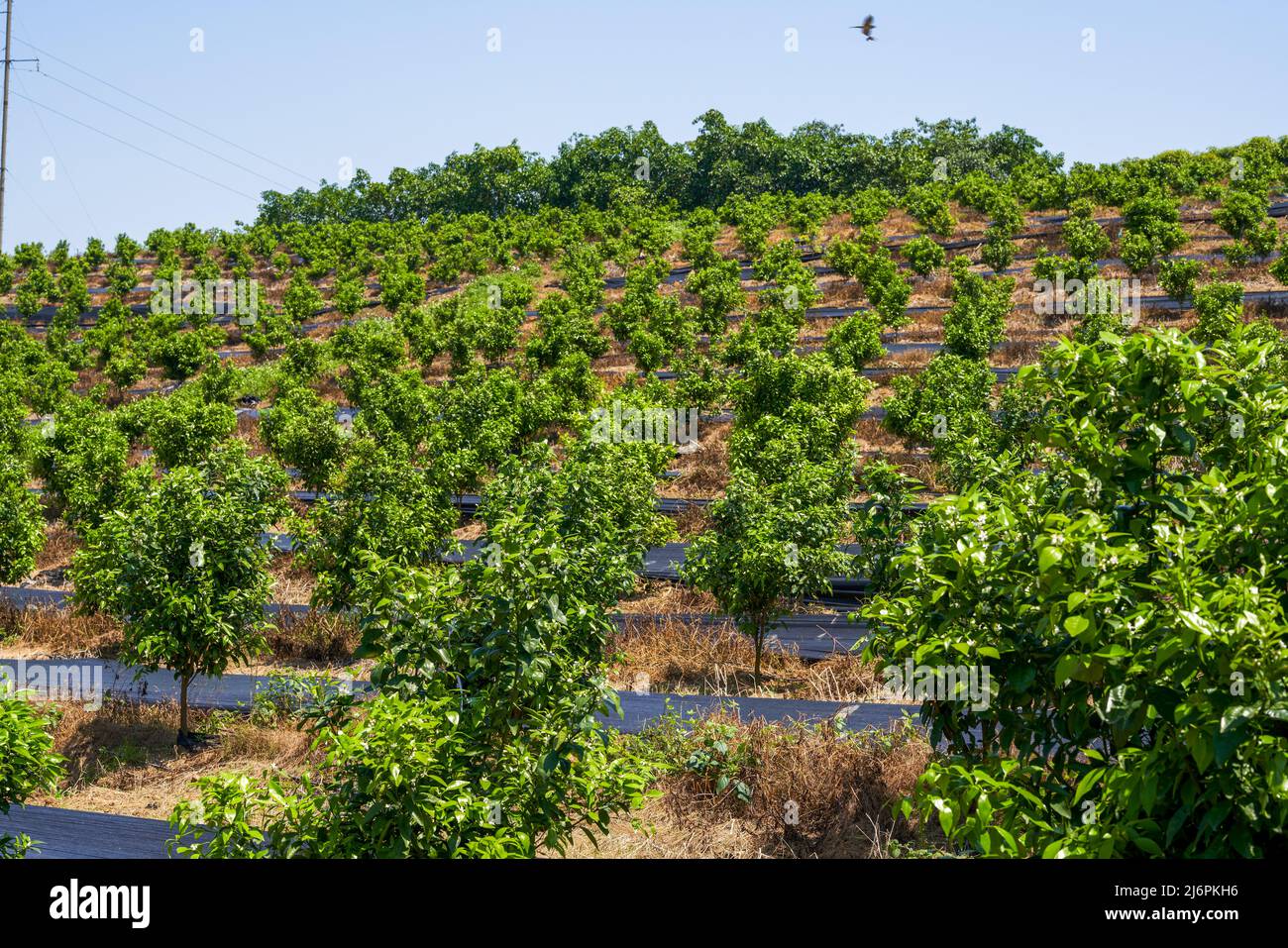 Fruit trees grown in the orchard of the farm outdoors Stock Photo - Alamy