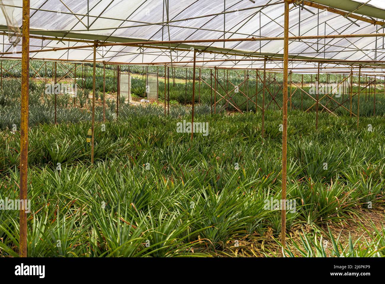 Pineapples grown in a greenhouse in an orchard Stock Photo - Alamy