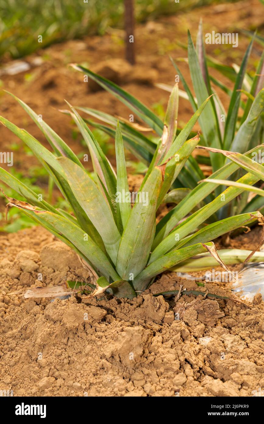 Pineapples in greenhouse hi-res stock photography and images - Alamy