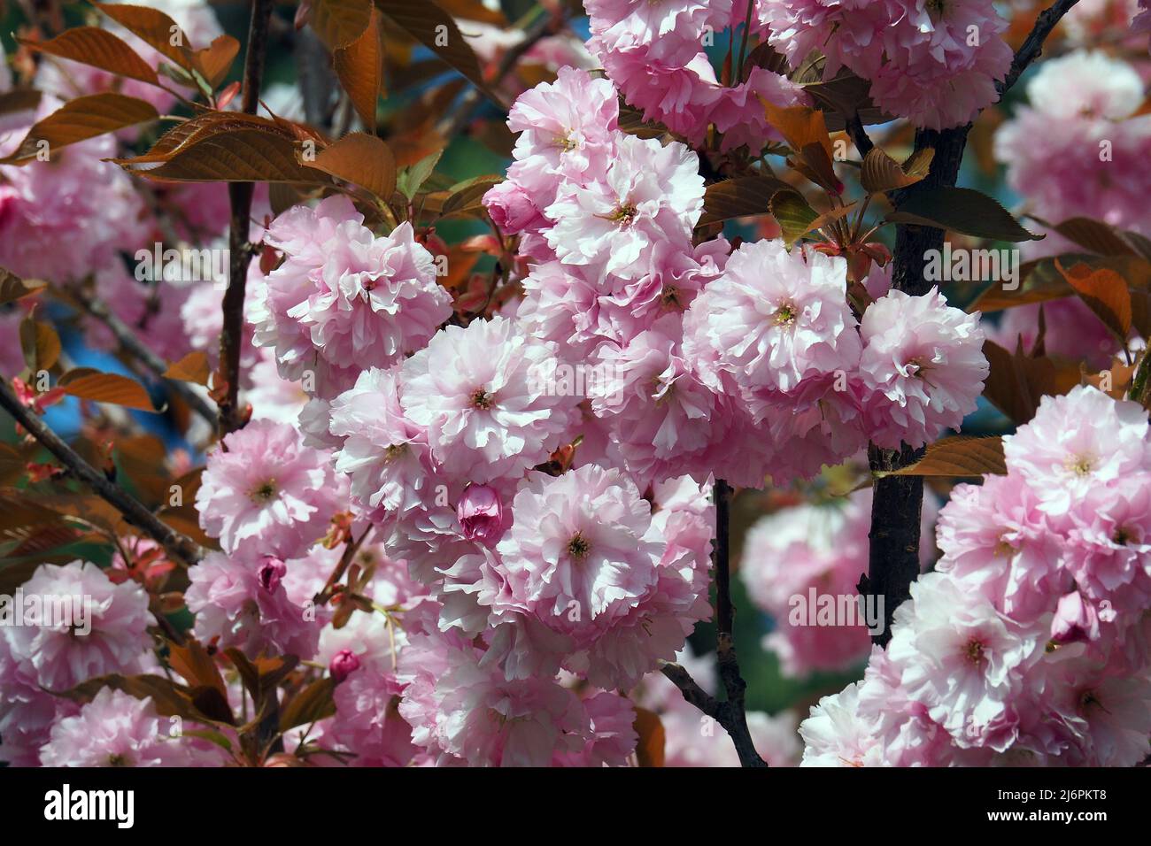 Japanese cherry, hill cherry, oriental cherry, East Asian cherry ...