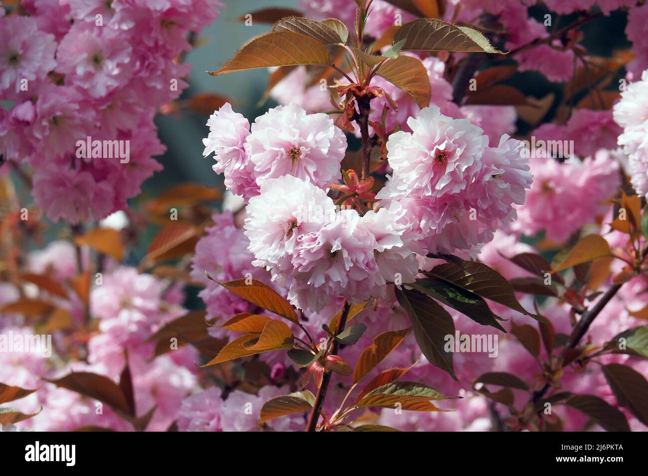 Japanese cherry, hill cherry, oriental cherry, East Asian cherry ...