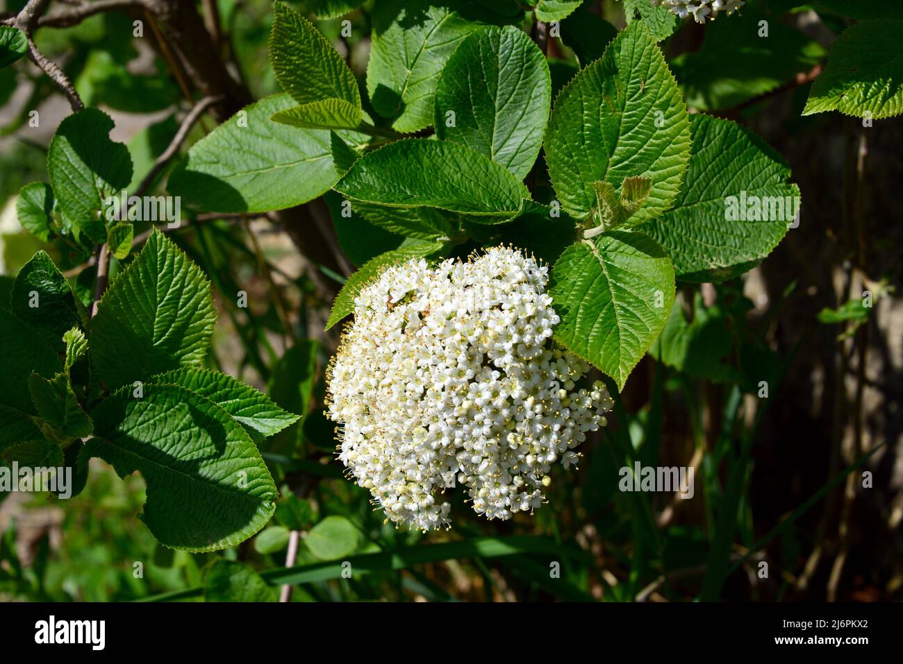 wayfarer or wayfaring tree, Wolliger Schneeball, Viburnum lantana ...
