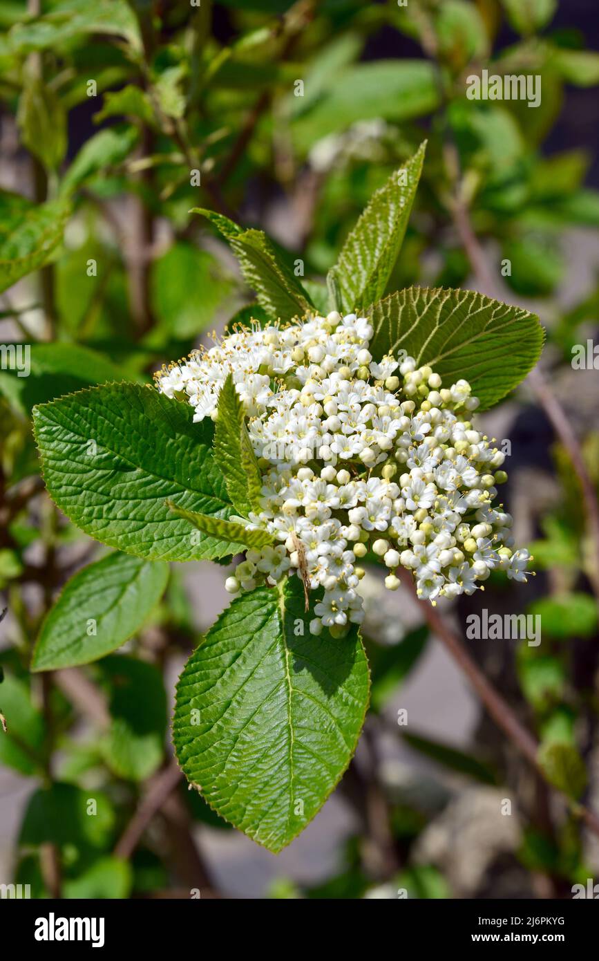 wayfarer or wayfaring tree, Wolliger Schneeball, Viburnum lantana ...