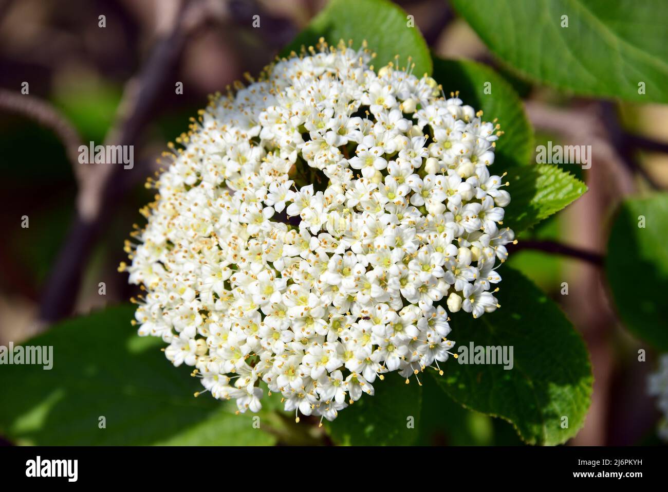 wayfarer or wayfaring tree, Wolliger Schneeball, Viburnum lantana ...