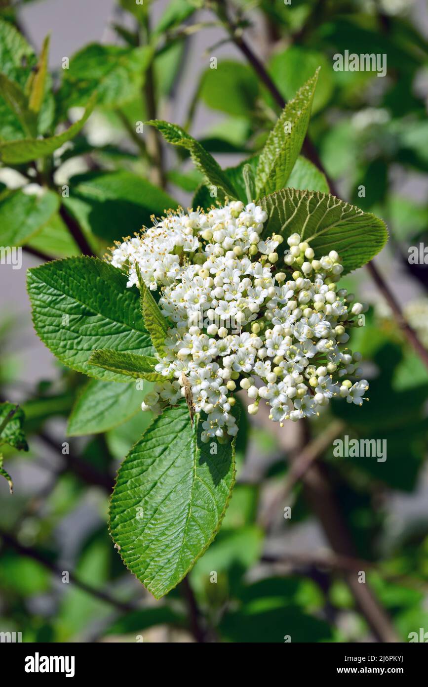 wayfarer or wayfaring tree, Wolliger Schneeball, Viburnum lantana ...