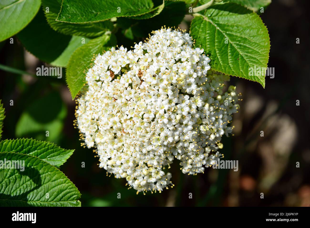 wayfarer or wayfaring tree, Wolliger Schneeball, Viburnum lantana ...