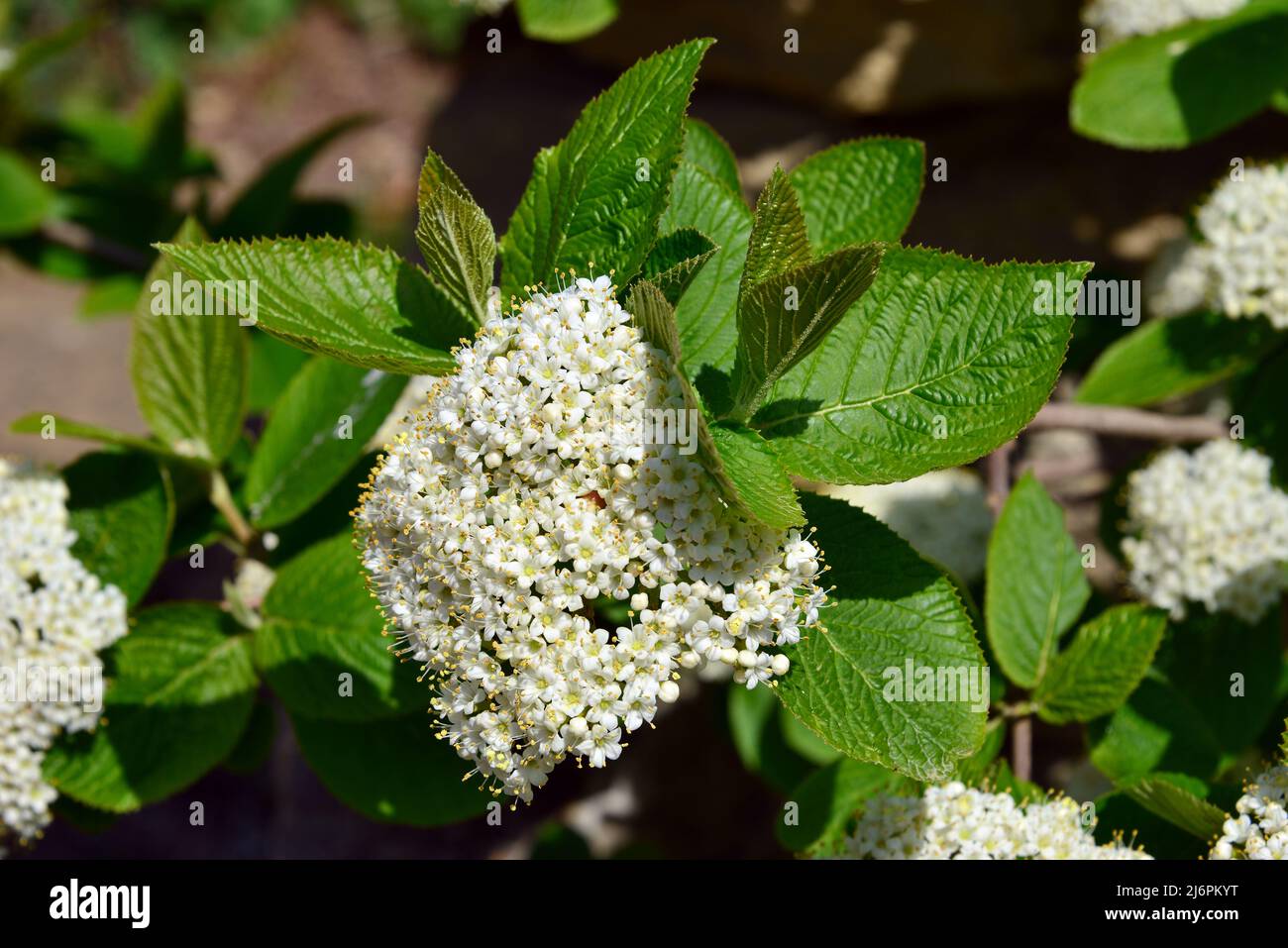 wayfarer or wayfaring tree, Wolliger Schneeball, Viburnum lantana ...