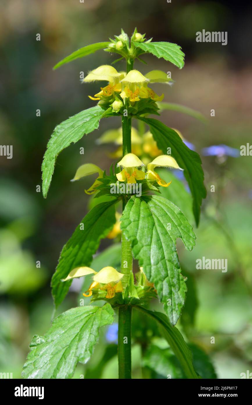 yellow archangel, artillery plant, aluminium plant, yellow weasel-snout ...