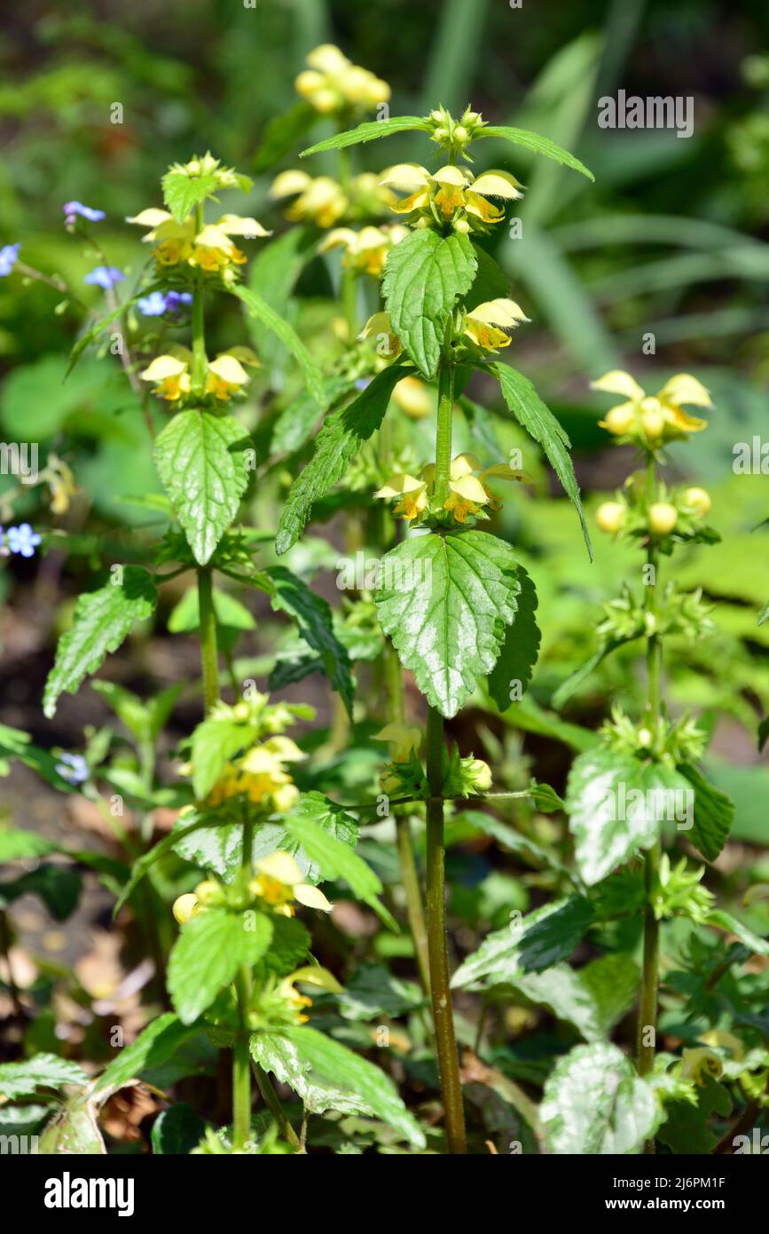 yellow archangel, artillery plant, aluminium plant, yellow weasel-snout ...