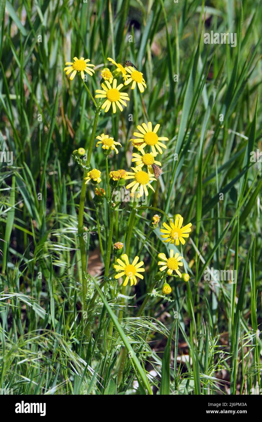 eastern groundsel, Frühlings-Greiskraut, Senecio vernalis, tavaszi ...