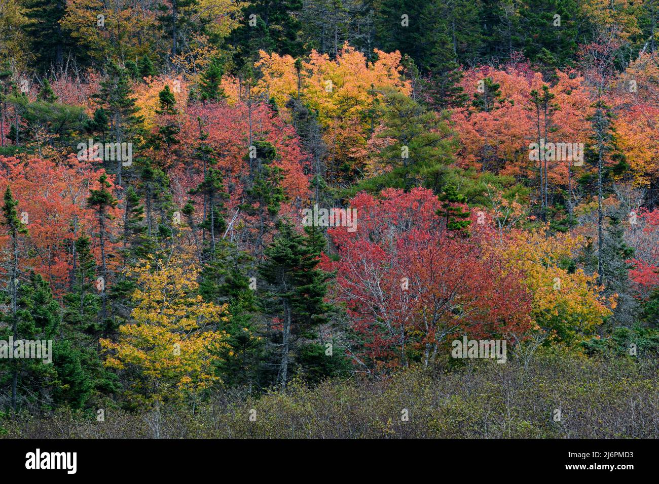 Canada; Maritimes; Digby County; Long Island, Boar's Head autumn forest ...