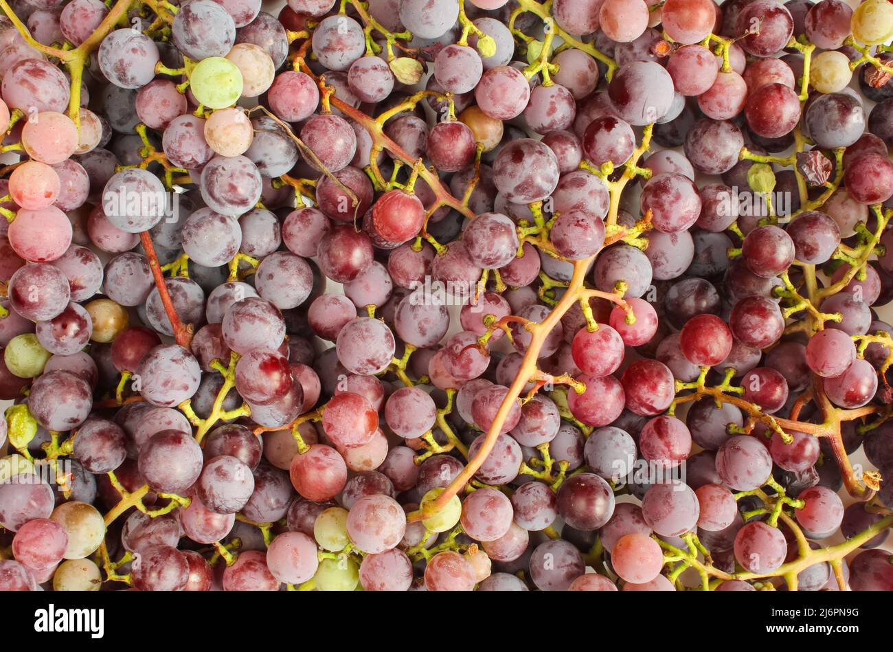 Background texture full of colorful grapes Stock Photo - Alamy