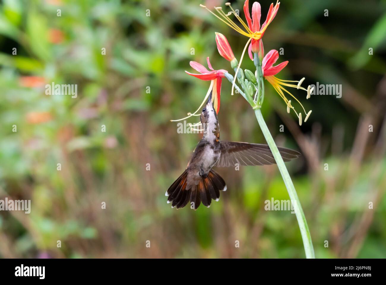 Ruby Topaz hummingbird, Chrysolampis mosquitus, stretching and feeding ...