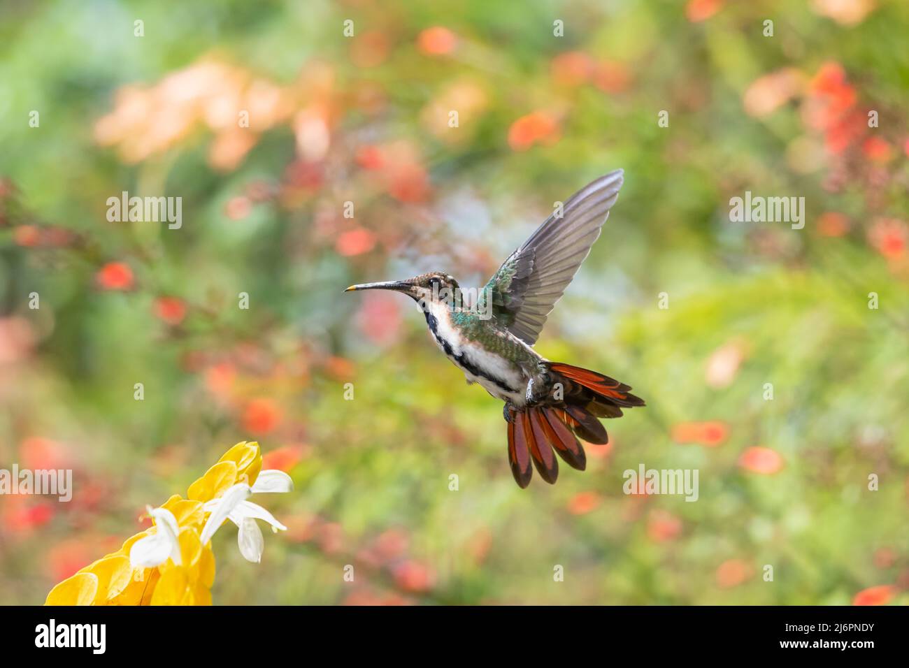 Black-throated Mango hummingbird, Anthracothorax nigricollis, hovering ...