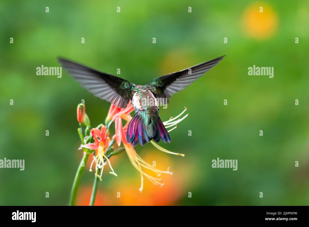 Mango On Sun High Resolution Stock Photography and Images - Alamy