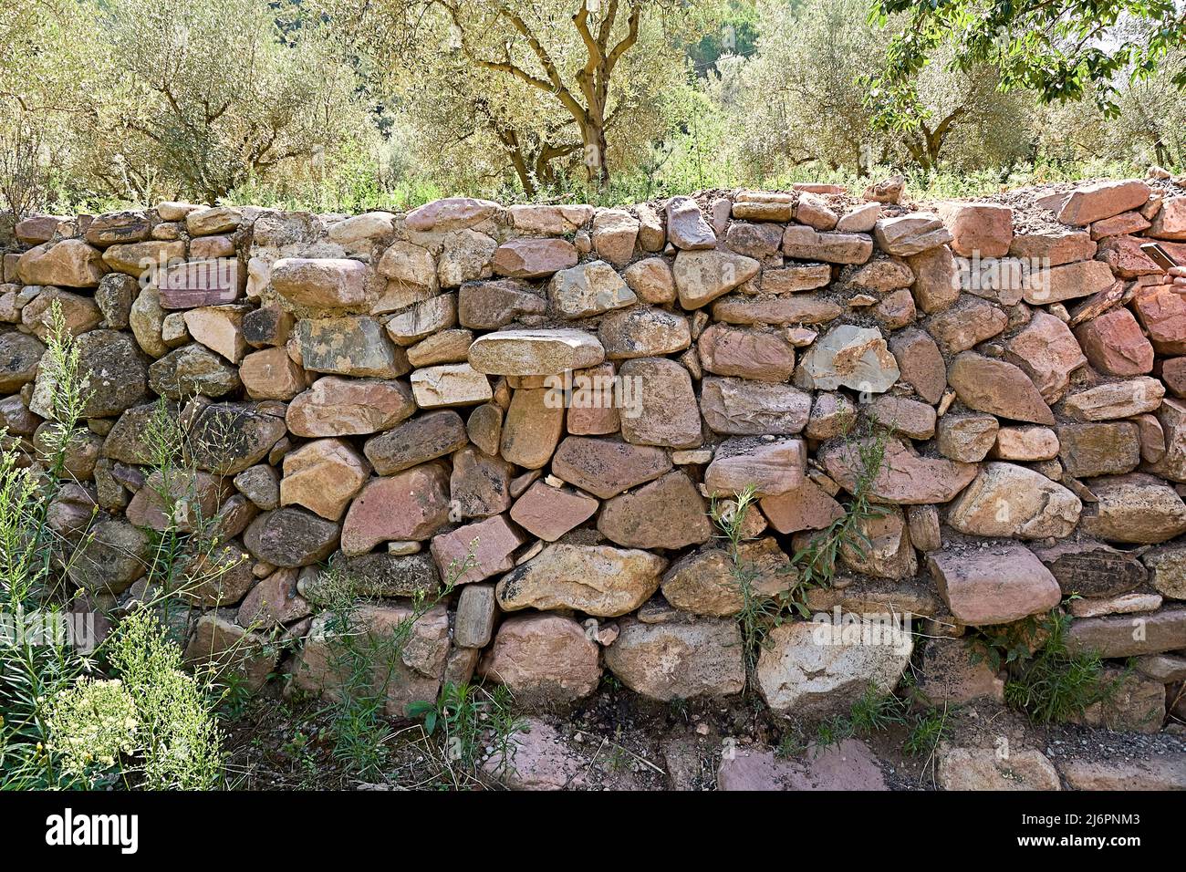 Stone wall for the fields, surrounded by olive trees.Front view ...