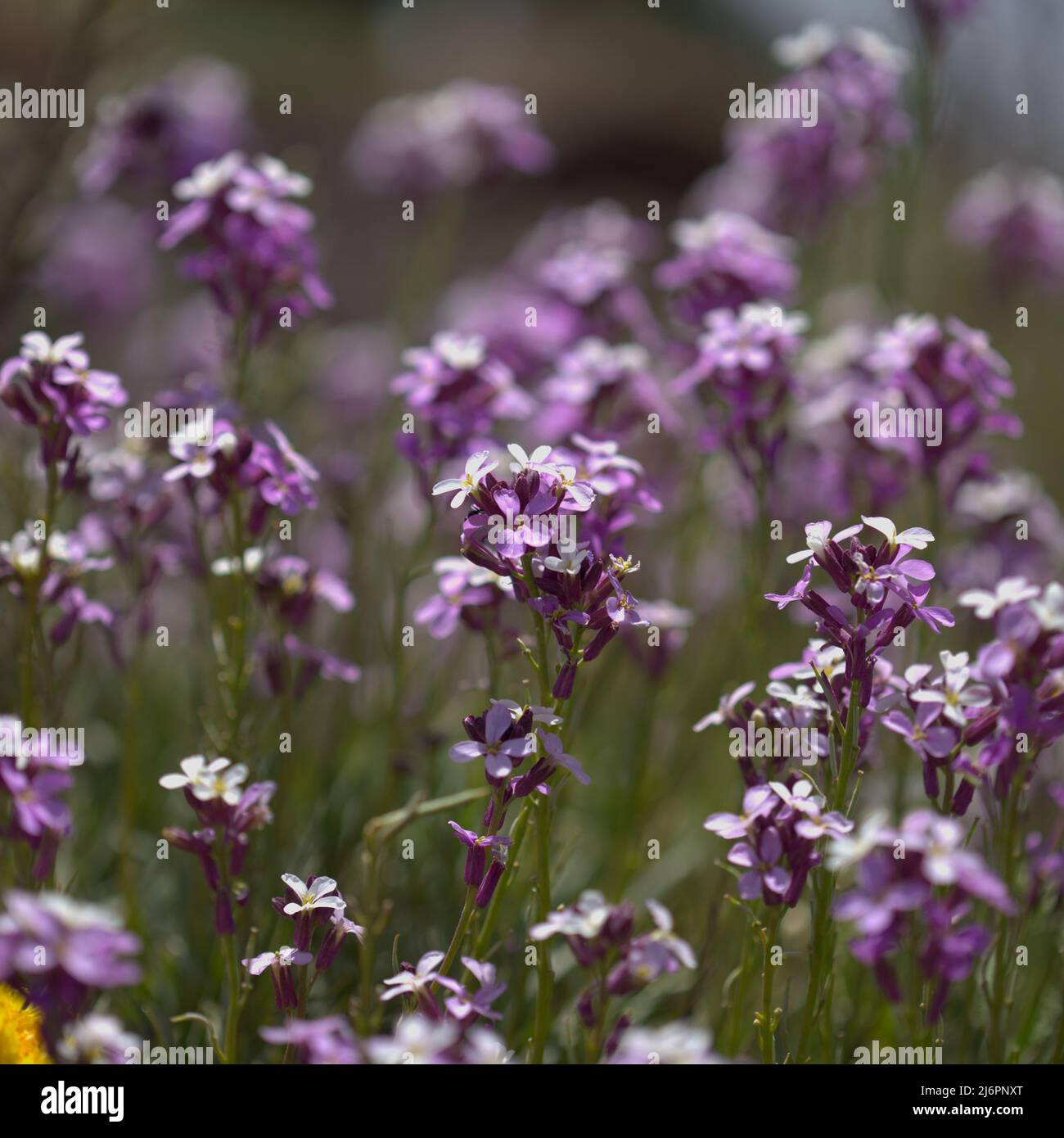 Flora of Gran Canaria - lilac flowers of crucifer plant Erysimum ...