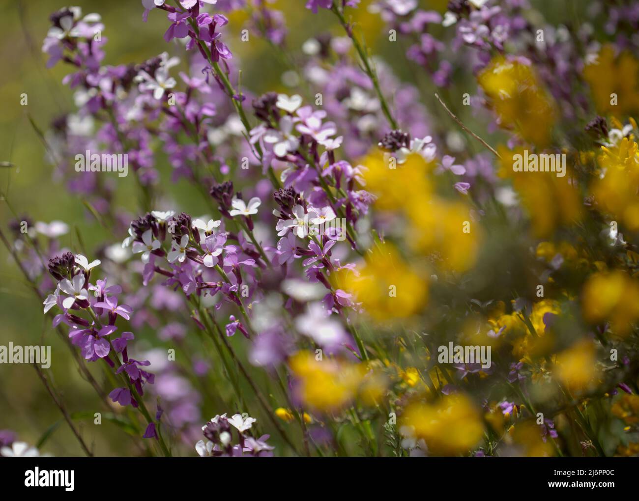 Flora of Gran Canaria - lilac flowers of crucifer plant Erysimum ...
