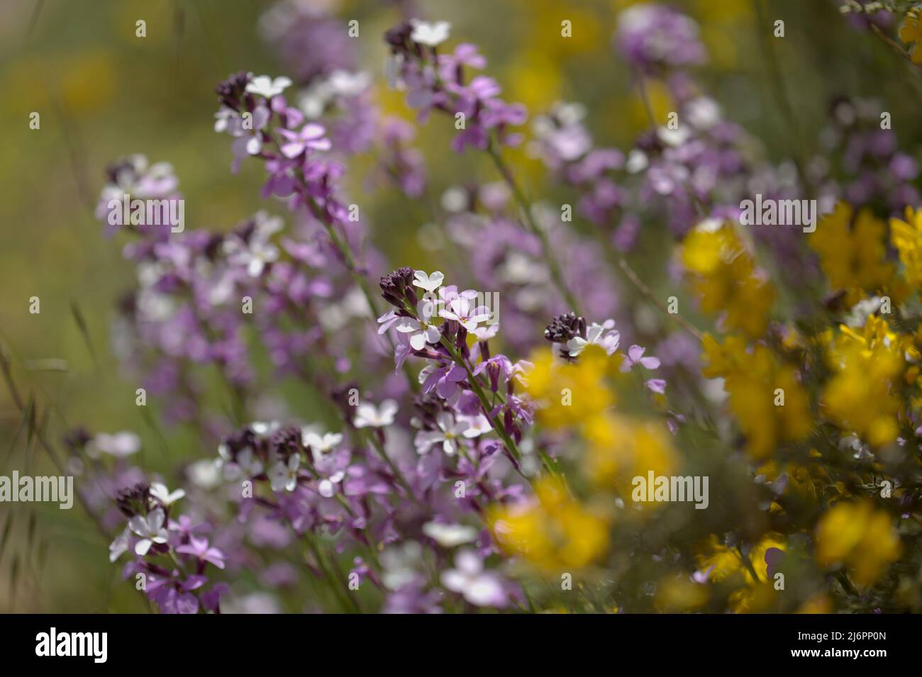 Flora of Gran Canaria - lilac flowers of crucifer plant Erysimum ...
