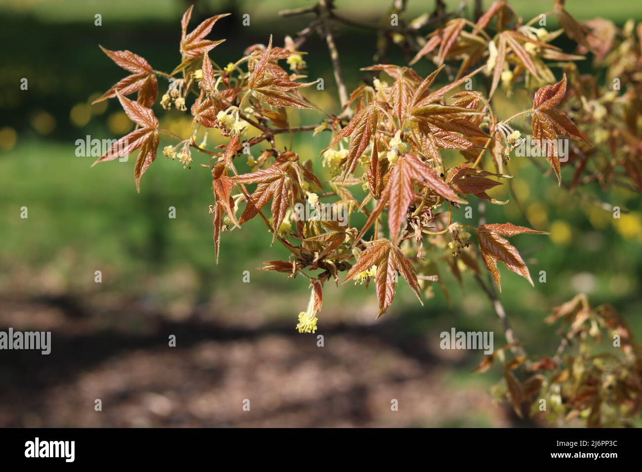 Copper coloured acer bush foliage in spring highlighted by bright sun ...