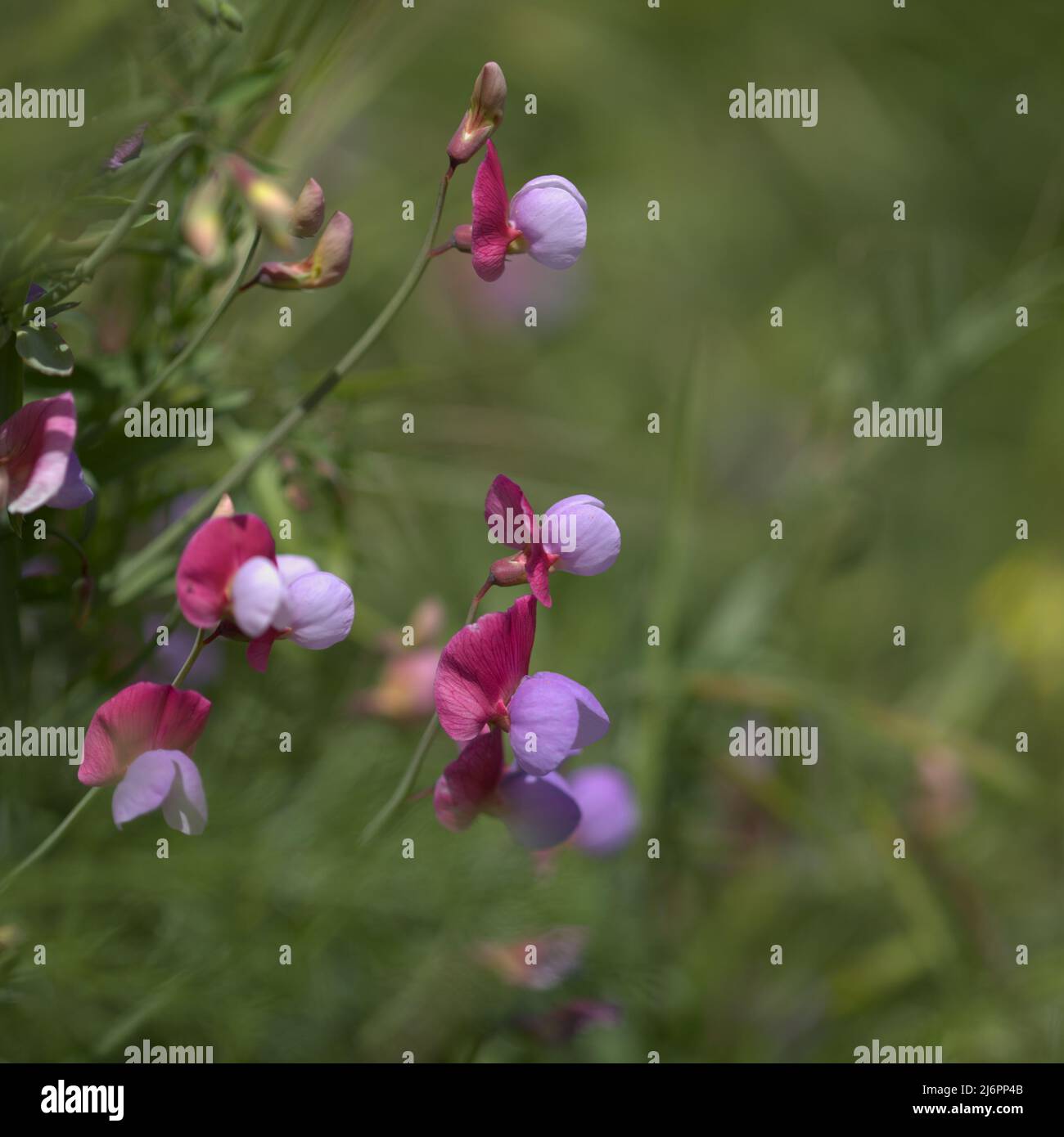 Flora of Gran Canaria - Lathyrus clymenum, Spanish vetchling natural ...