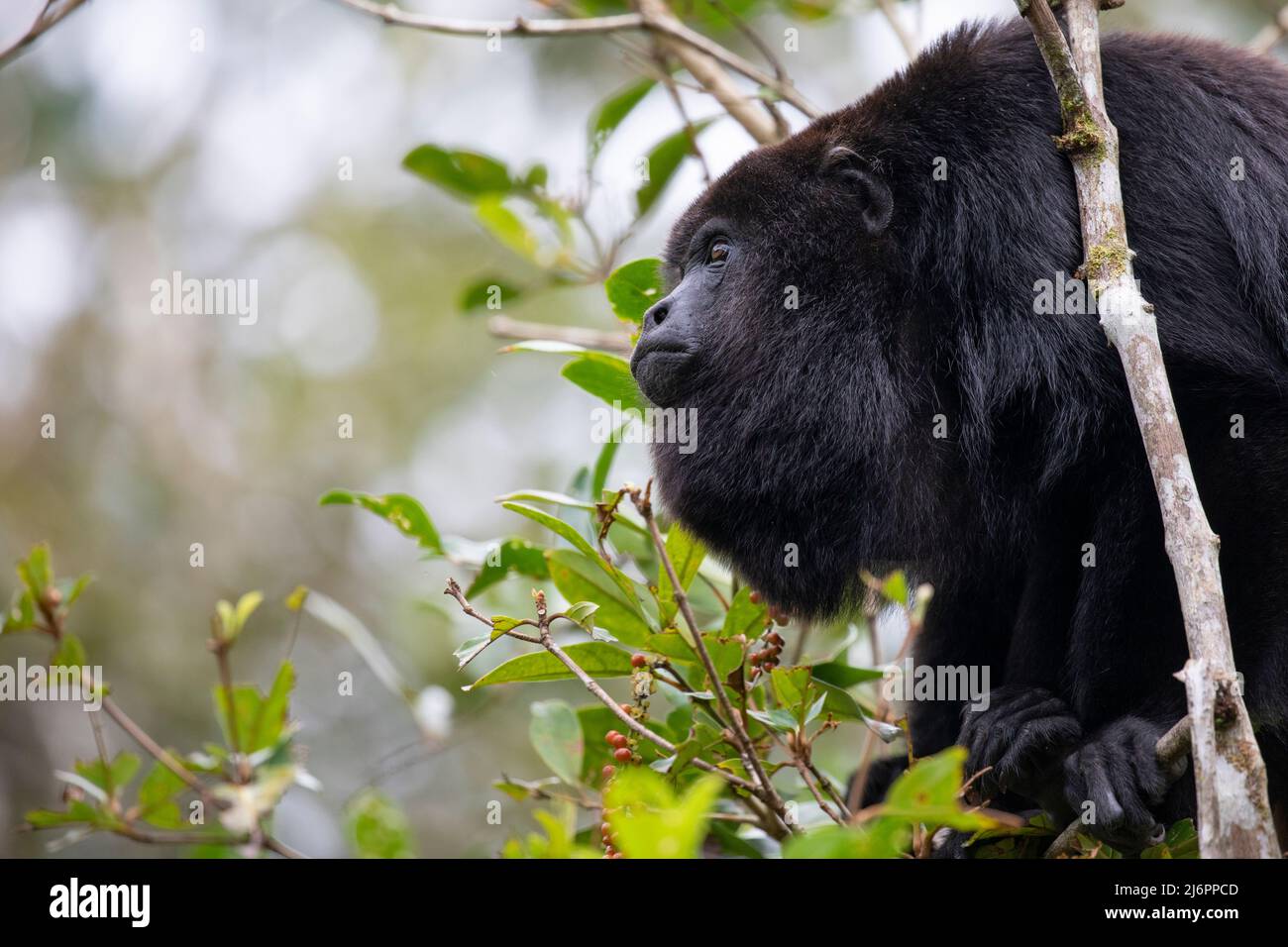 Mantled Howler Monkey, Alouatta palliata Stock Photo - Alamy