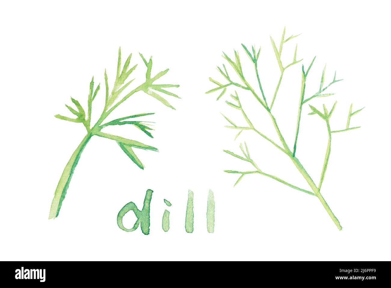 Dill. Watercolor bunch of fresh organic garden herbs. Greens leaf ...