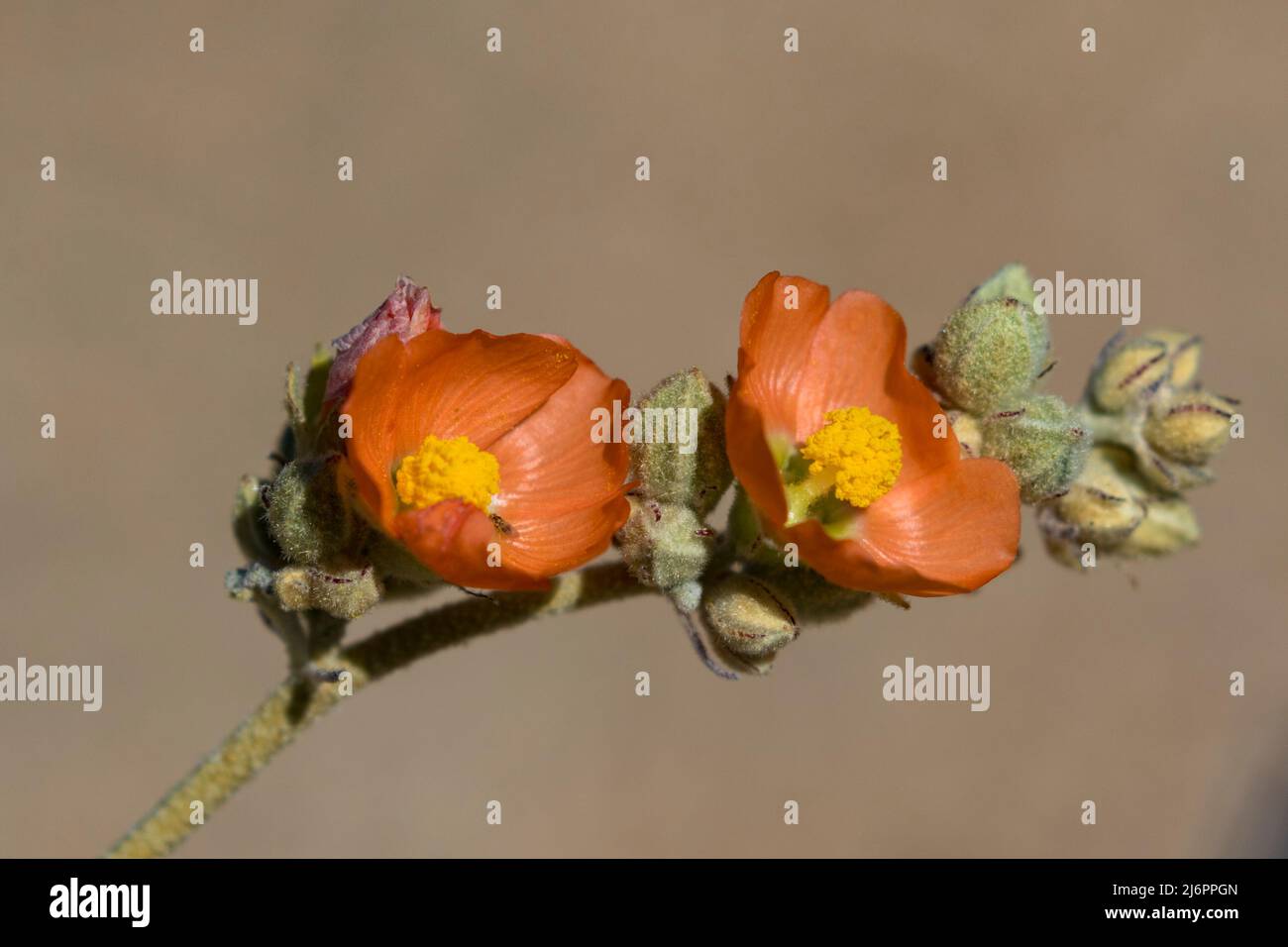 Sphaeralcea ambigua, Desert Globemallow Stock Photo - Alamy