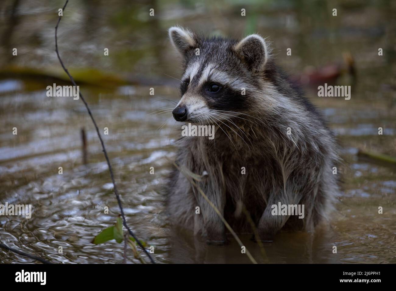 Raccoon in daytime hi-res stock photography and images - Alamy