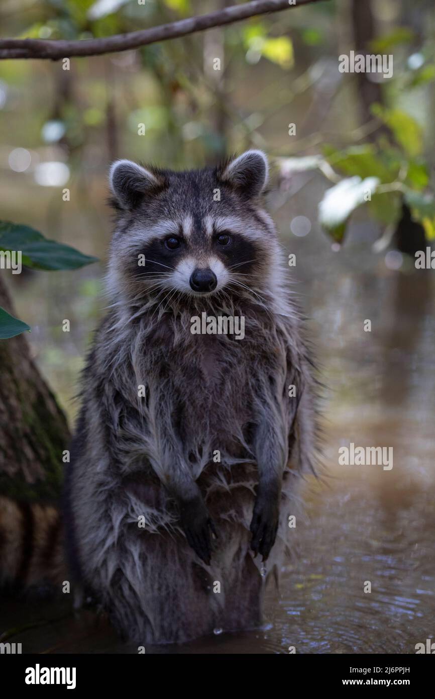 Raccoon in the Bayou Stock Photo - Alamy