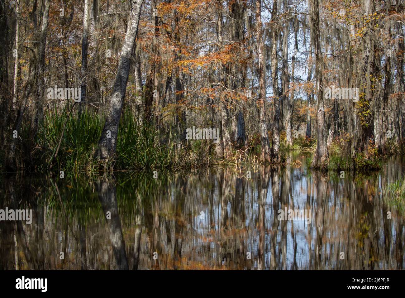Louisiana Swamp in Autumn Stock Photo - Alamy