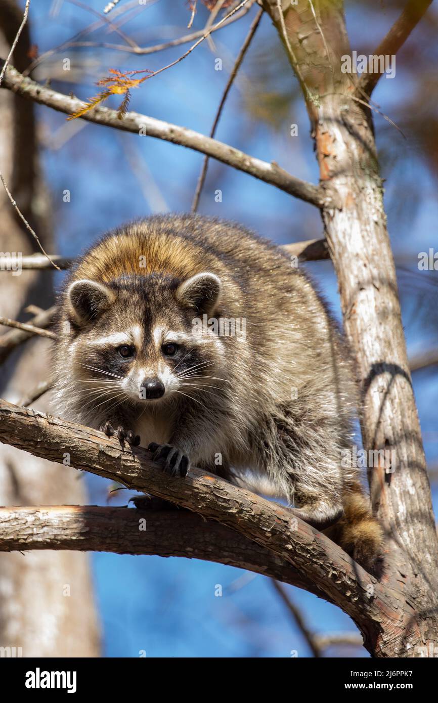 Raccoon in the Bayou Stock Photo - Alamy