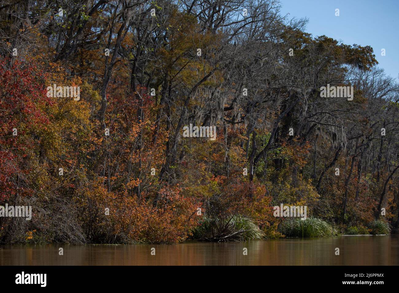 Louisiana Swamp in Autumn Stock Photo - Alamy